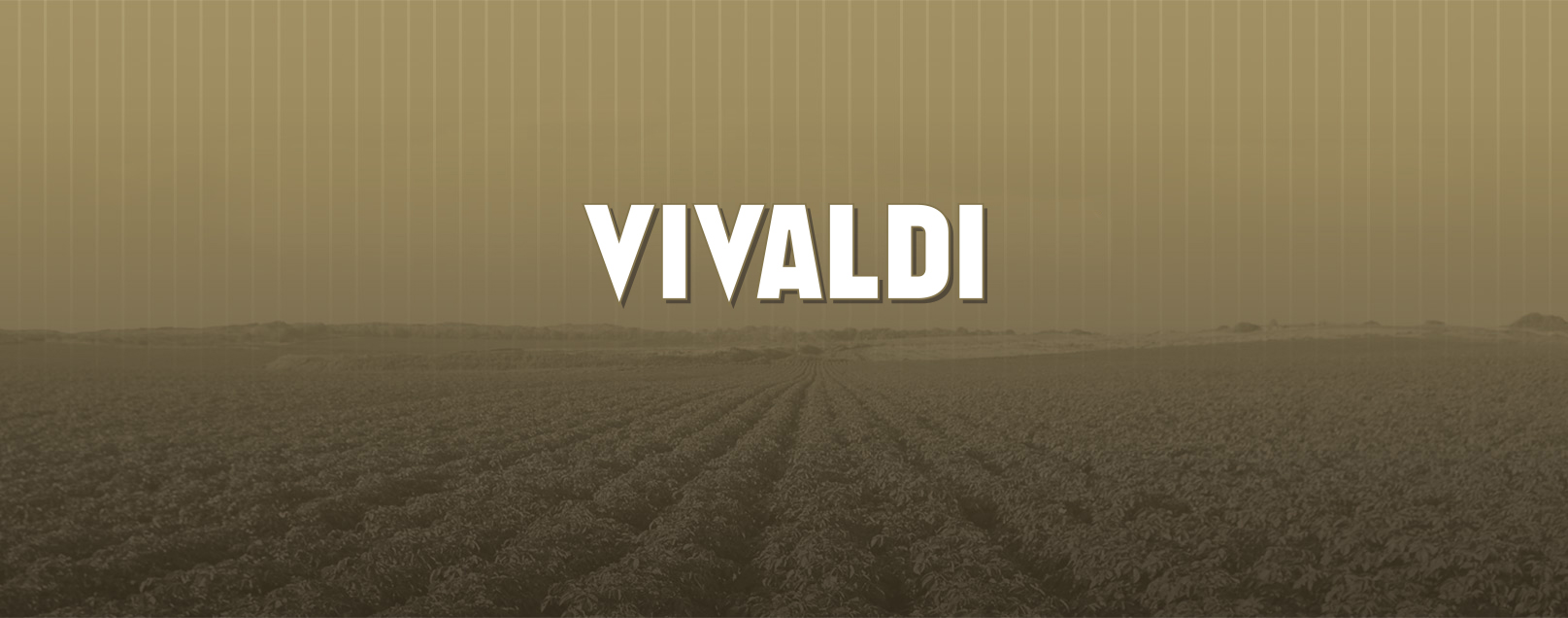 Vivaldi Gold / Our Products • Wilcox
